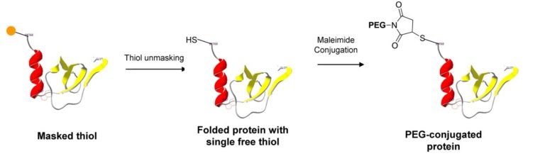 Peptide Conjugation - Almac