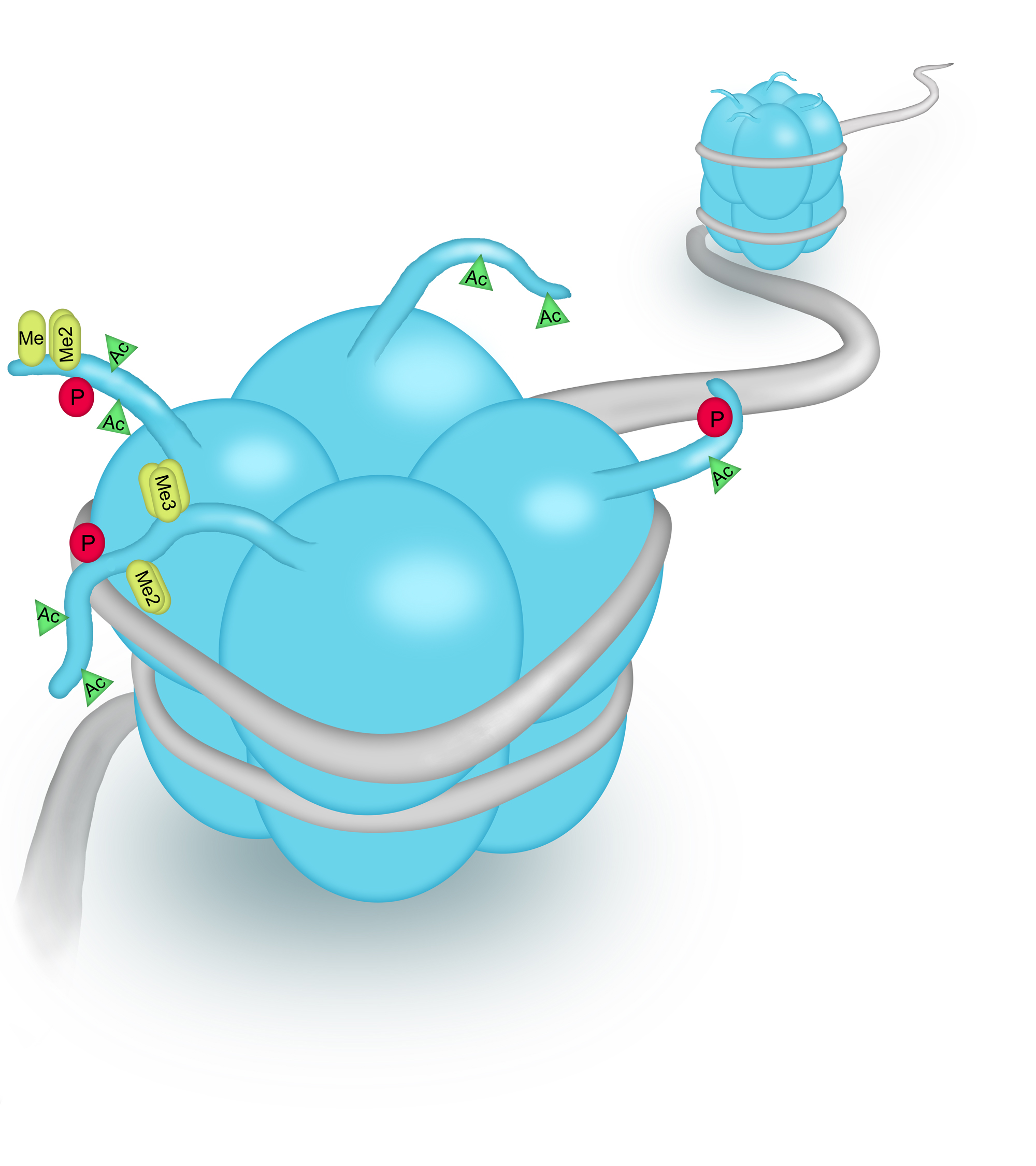 Histones