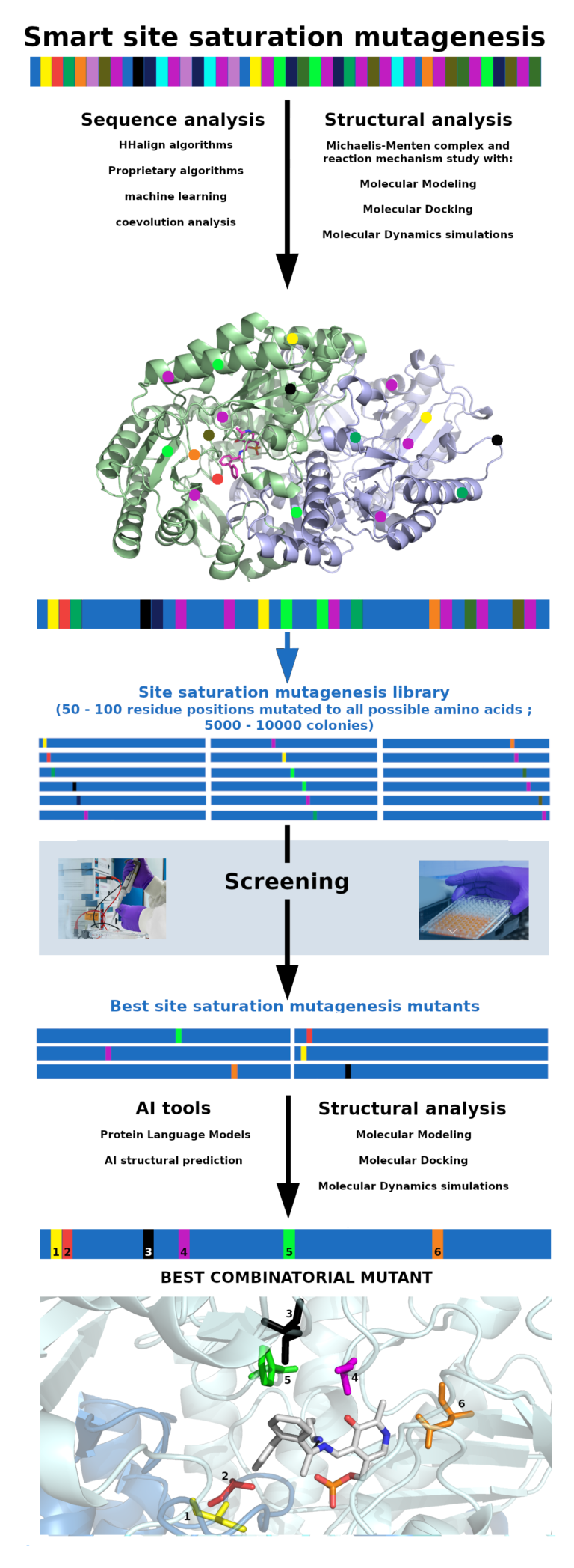 Smart Site Saturation Mutagenesis - Almac